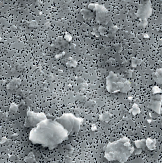 PETE (Polyester) Gold-Coated Membranes